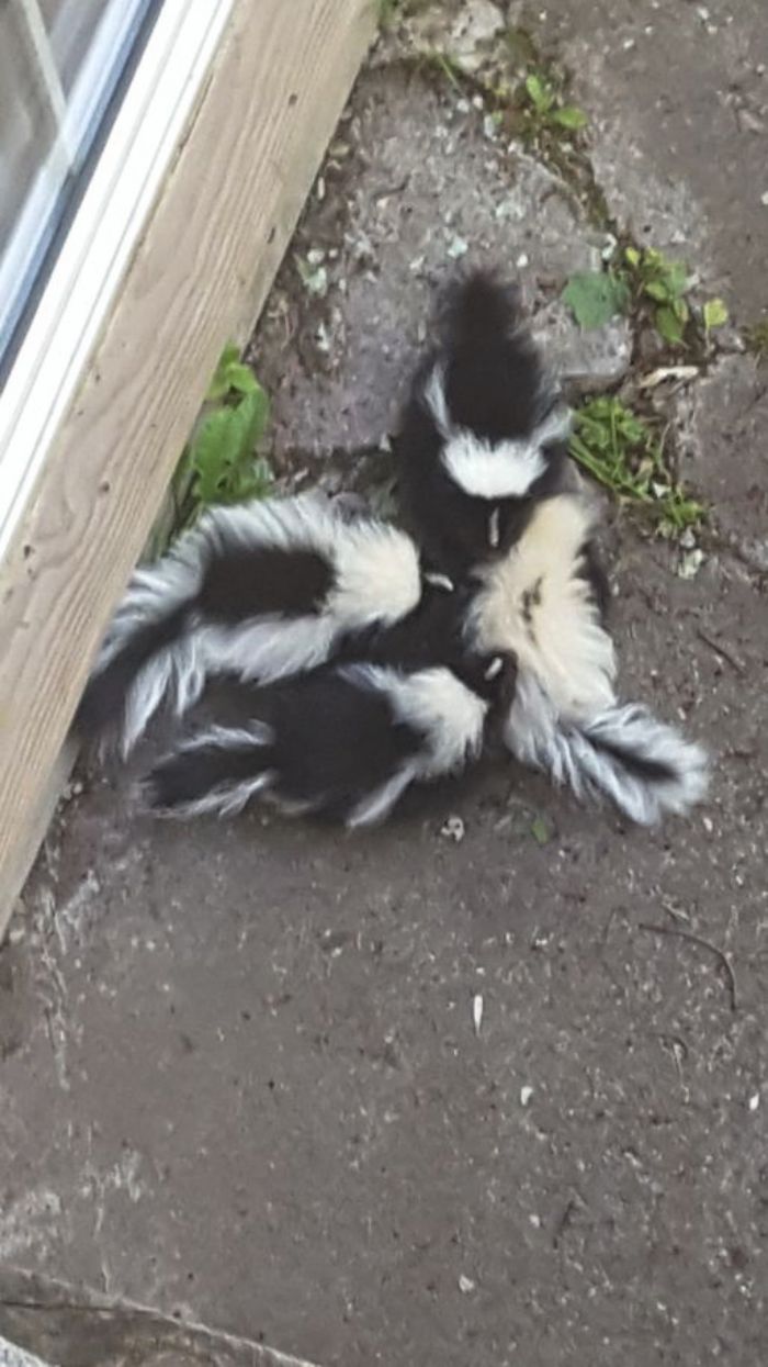 Love in the Wild: Understanding Skunk Behavior and Control | Upstate ...