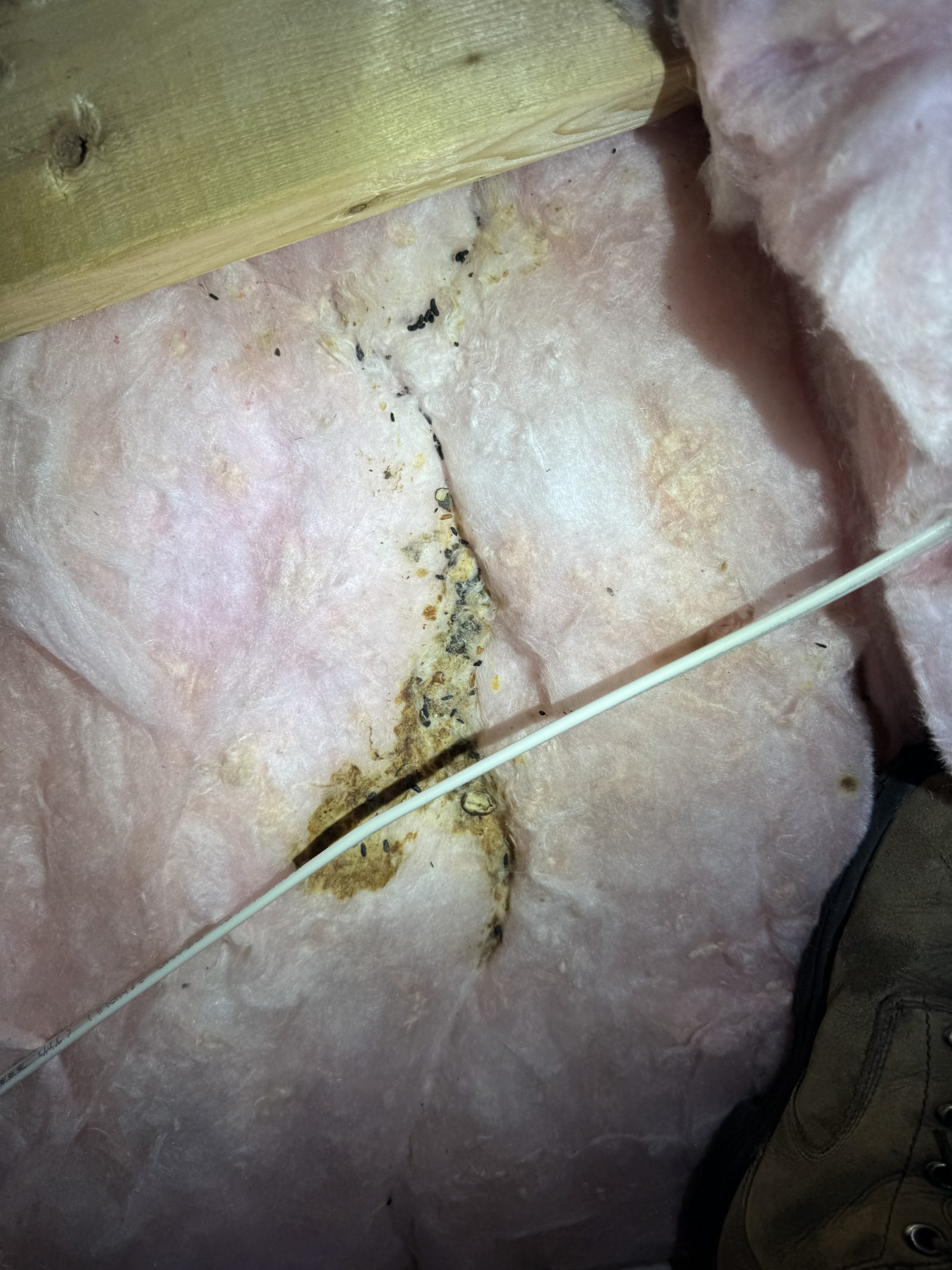 Unraveling the Enigma: Decoding Noises in Your Ceiling and Identifying | Upstate Pest & Wildlife ...